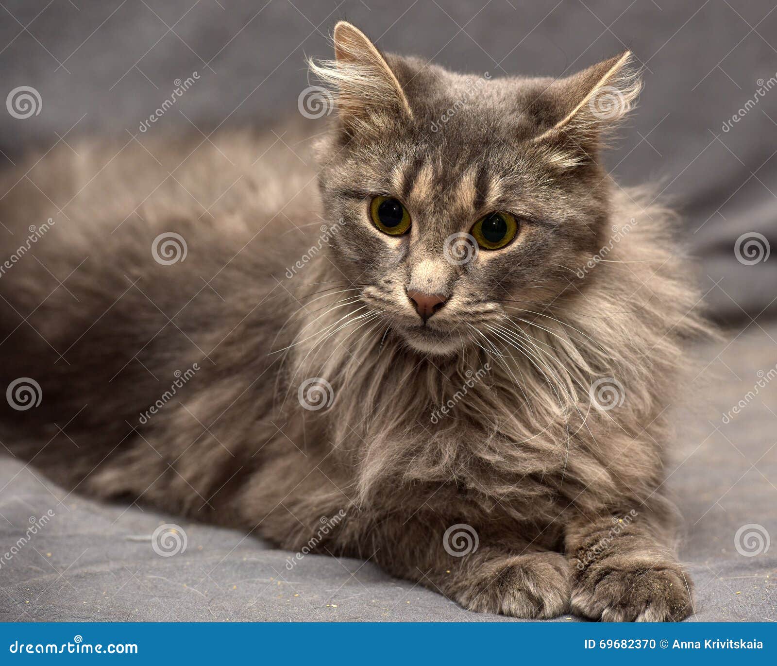Beautiful gray fluffy cat stock photo. Image of grey - 69682370