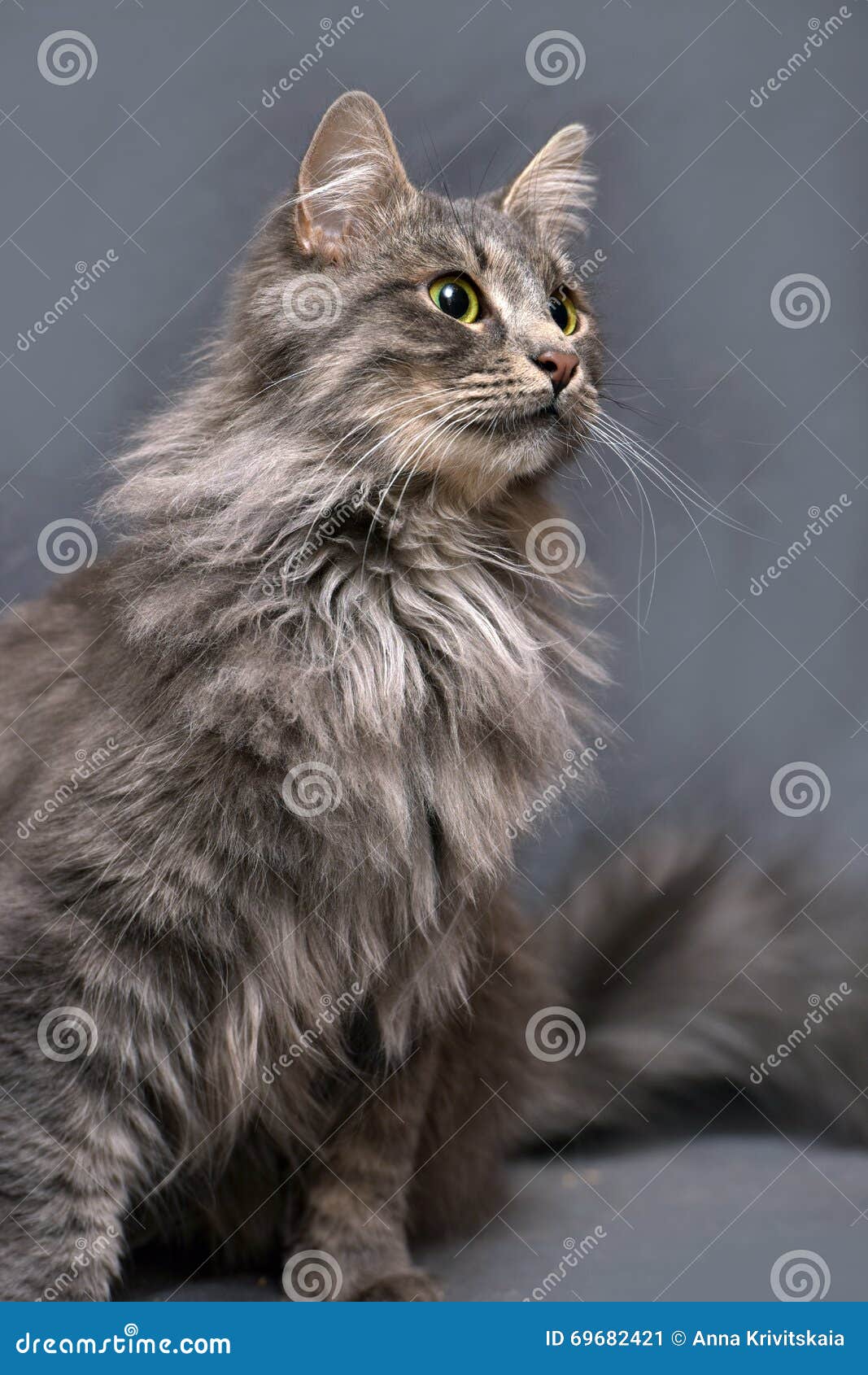 Beautiful gray fluffy cat stock image. Image of grey - 69682421
