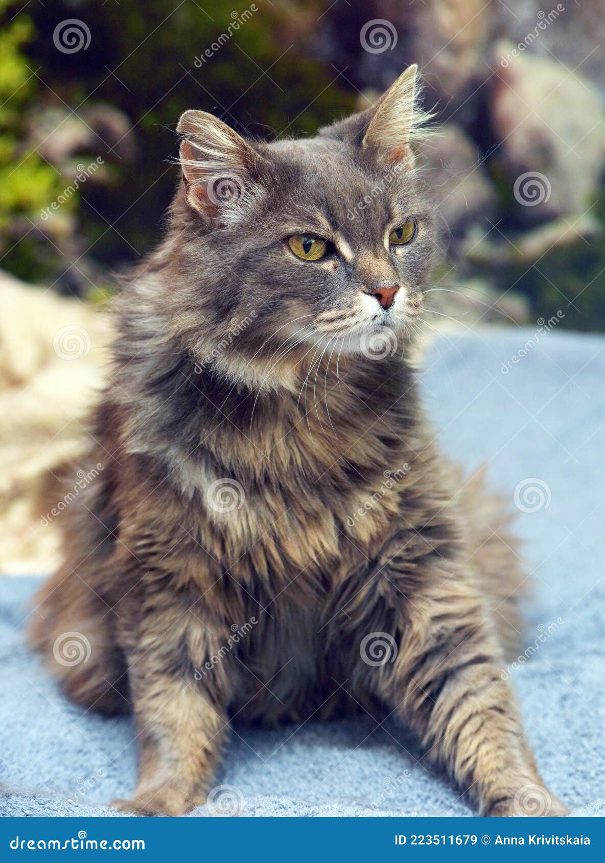 Beautiful Gray Fluffy Cat with Yellow Eyes Stock Image - Image of furry ...