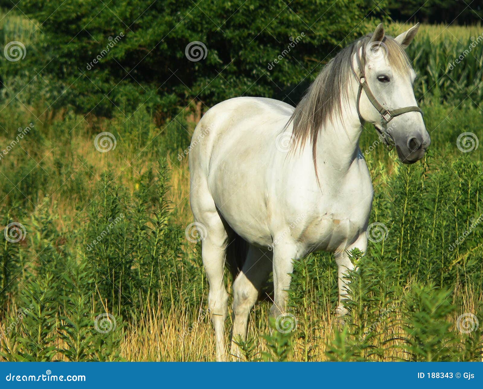 Beautiful Gray Cranes In The Field During The Spring Rain. Natural ...