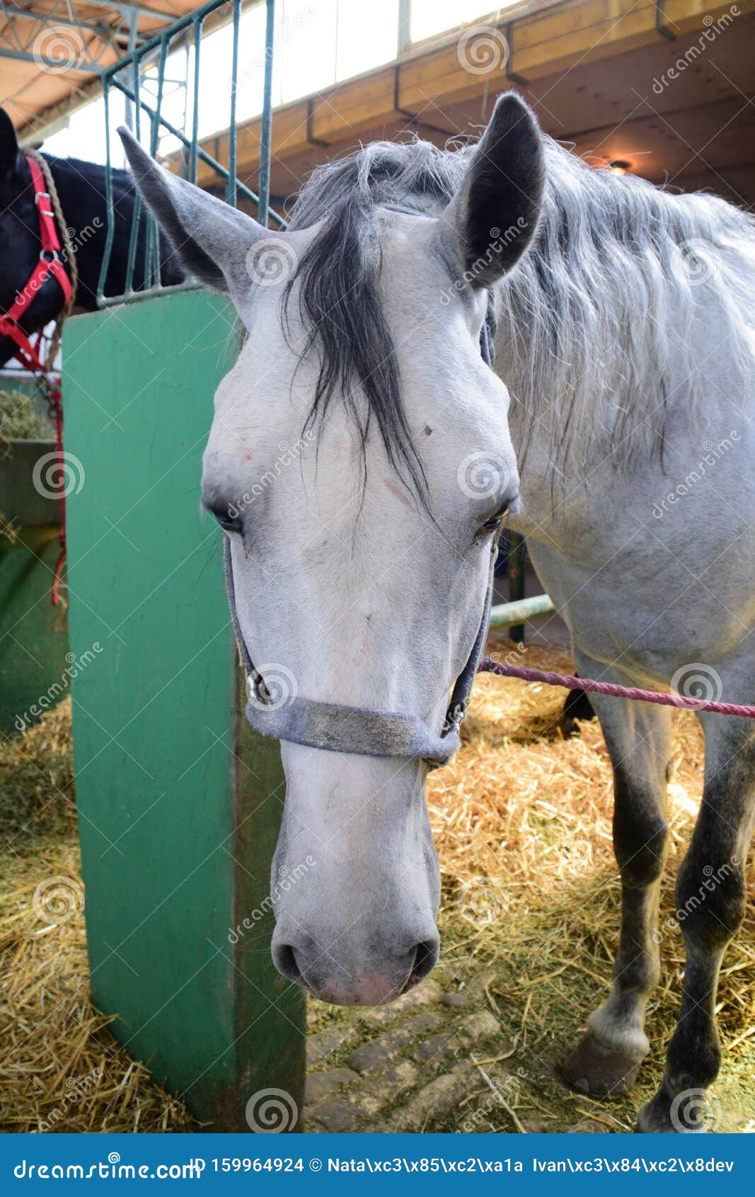 Beautiful Gray Horse in the Stable Stock Photo - Image of byre ...