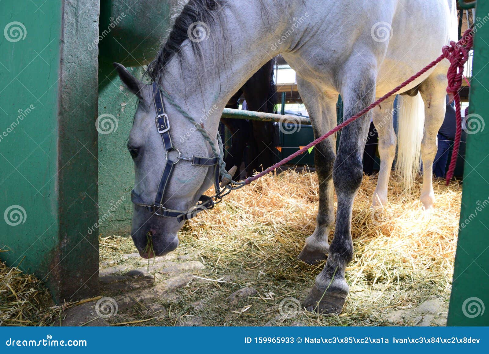 Beautiful Gray Horse in the Stable Stock Image - Image of hobby ...