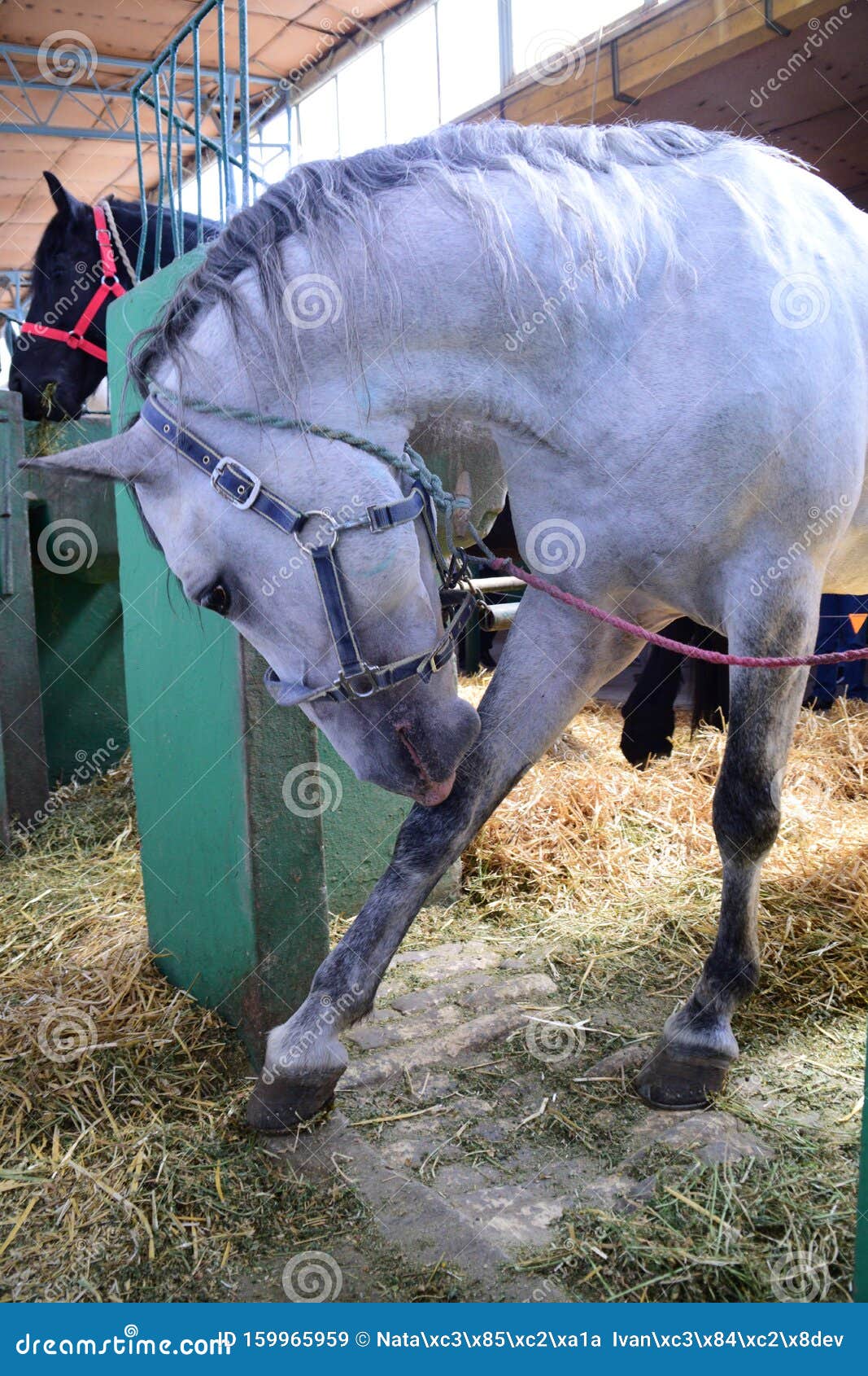 Beautiful Gray Horse in the Stable Stock Image - Image of mane ...