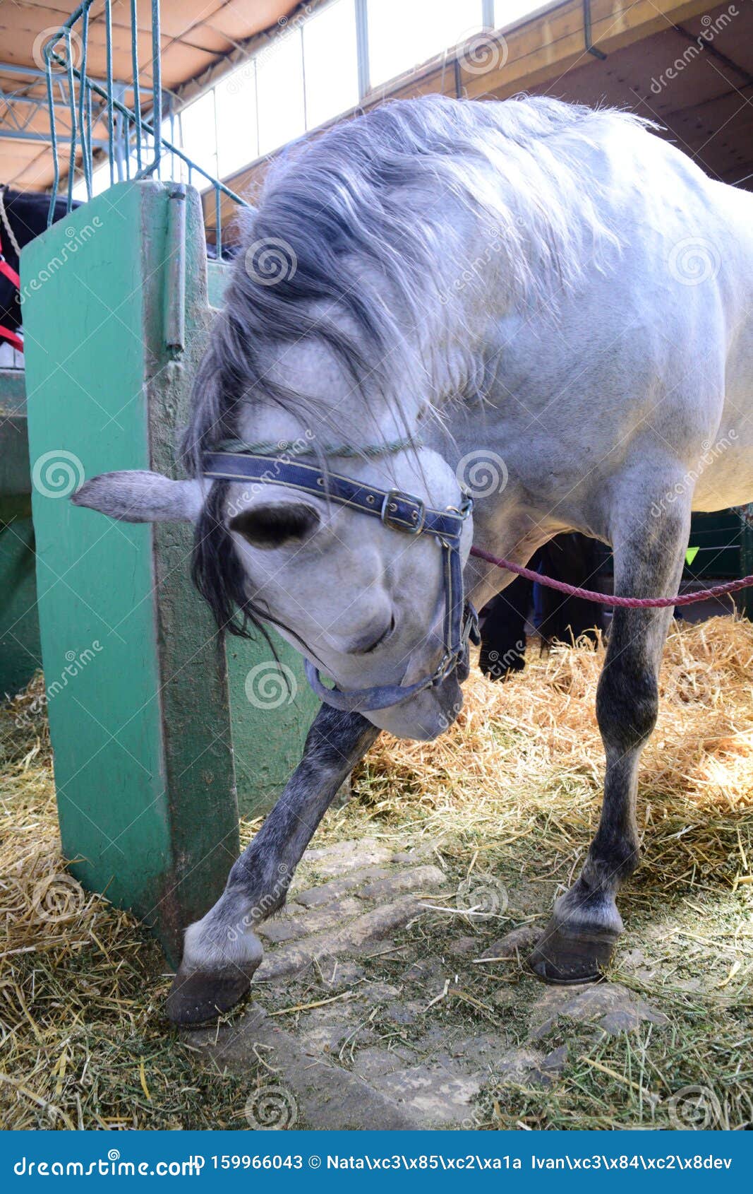 Beautiful Gray Horse in the Stable Stock Image - Image of mammal, grey ...