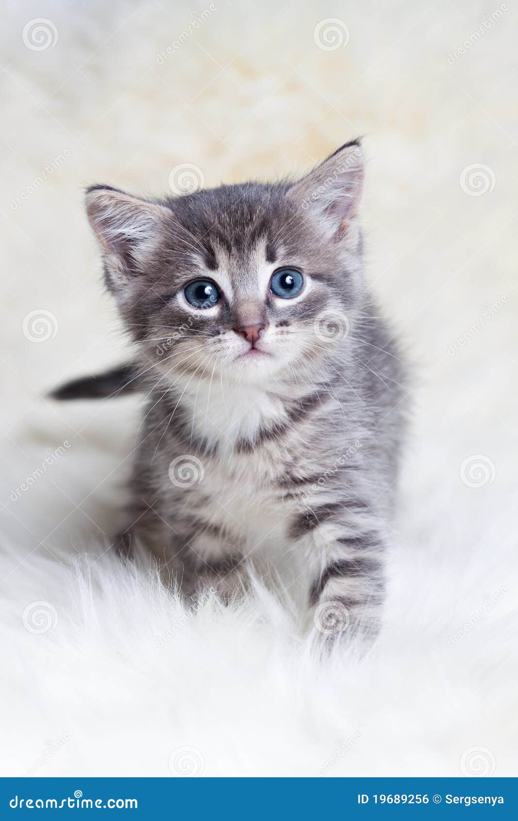 Beautiful Gray Kitten Goes Ahead Stock Photo - Image of beauty ...