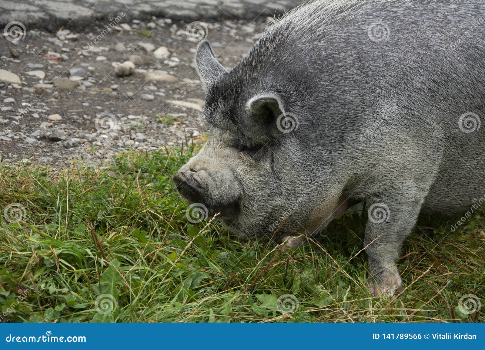 Gray Small Domestic Pig on the Road Stock Photo - Image of grass ...