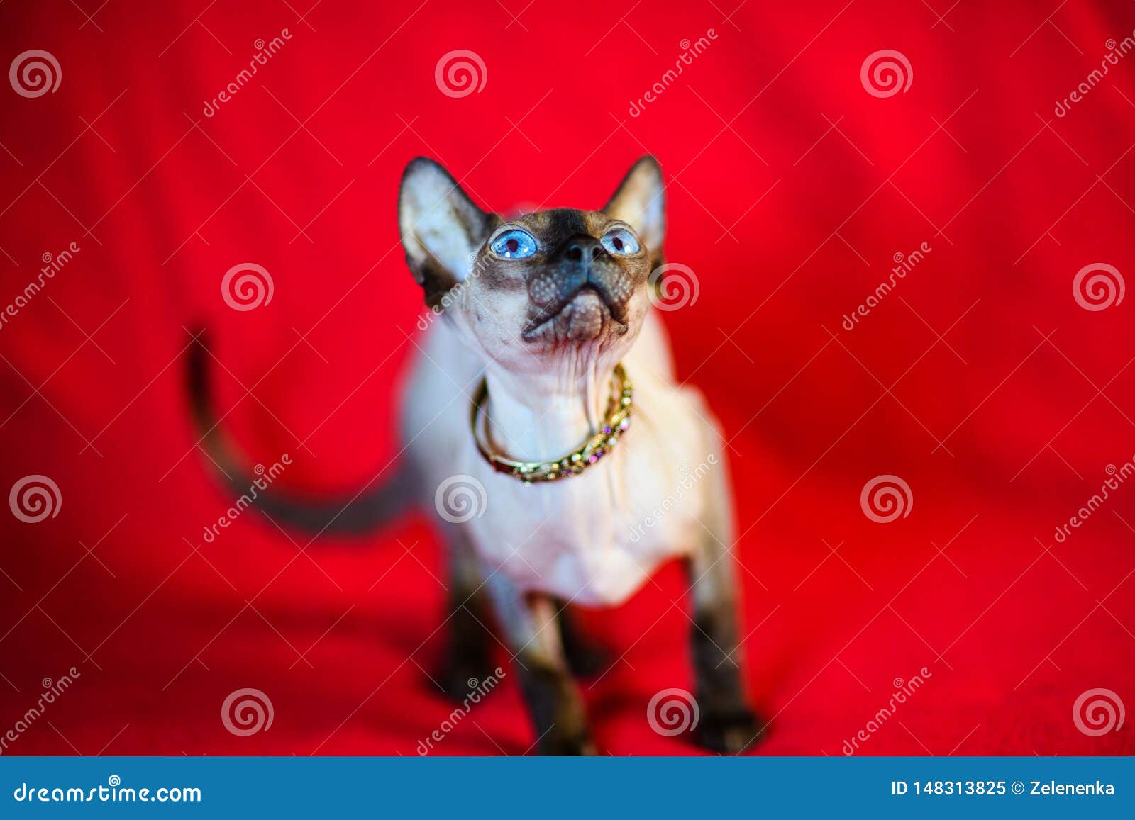 A Beautiful Gray Sphinx Cat Stock Image - Image of animal, breed: 148313825