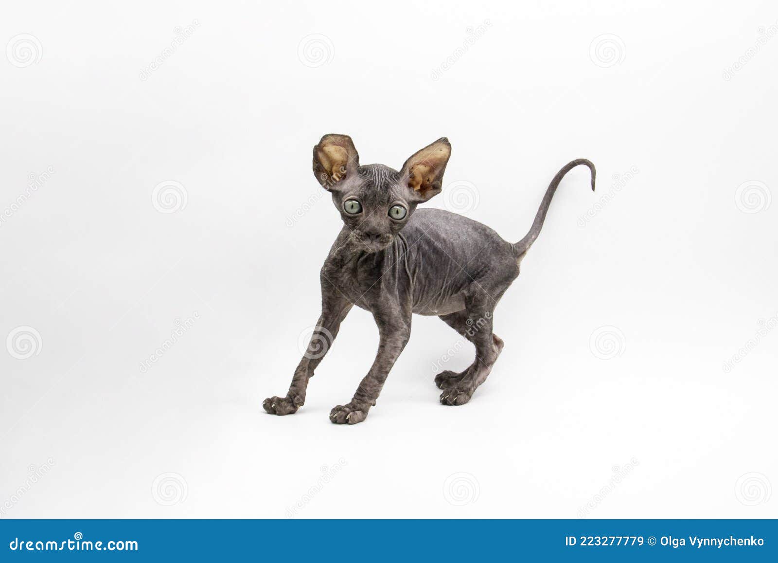Beautiful Gray Sphynx Kitten Move on the White Background Stock Image ...