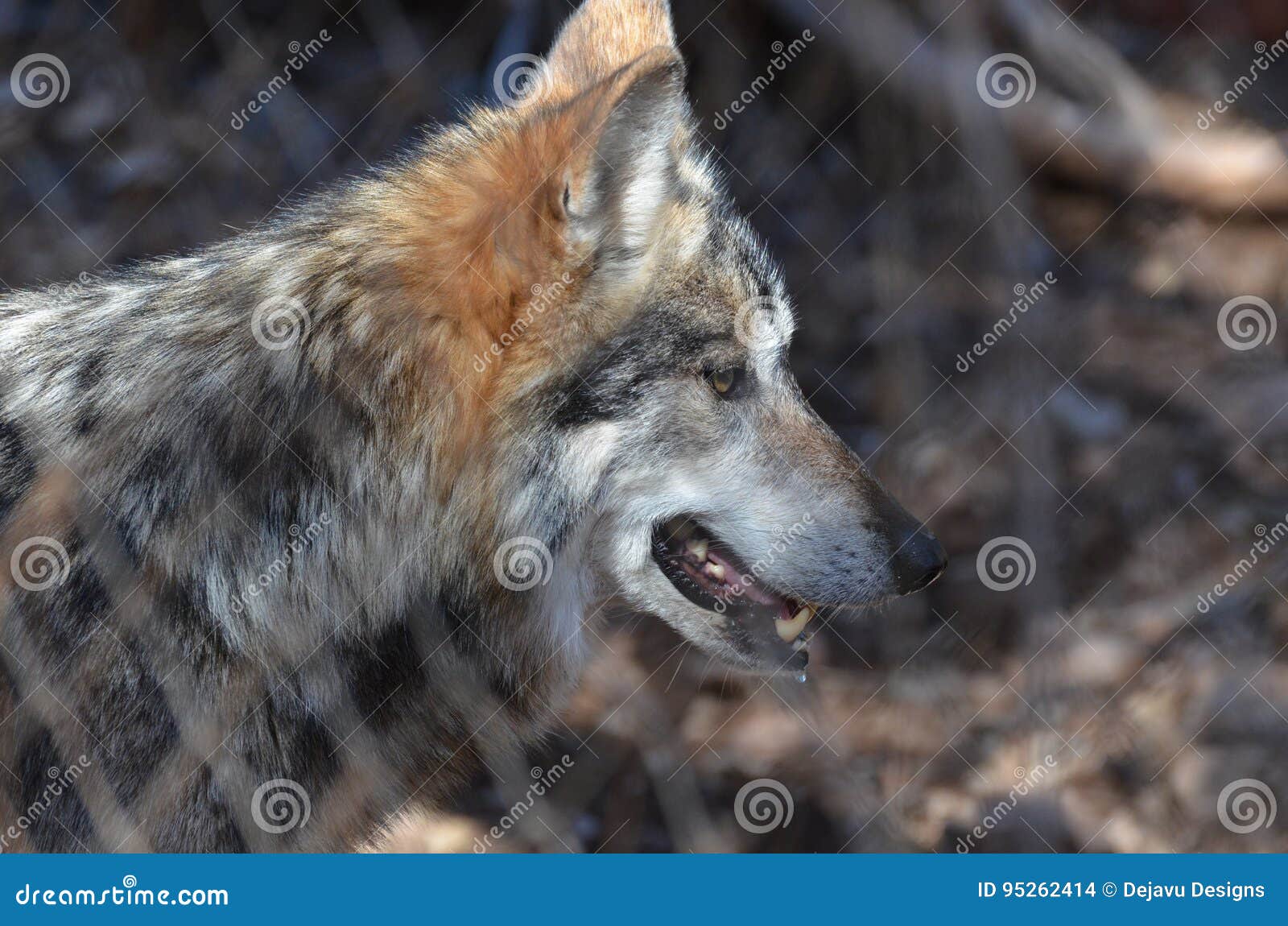 Beautiful Gray Timber Wolf in the Wild Stock Photo - Image of wovles ...