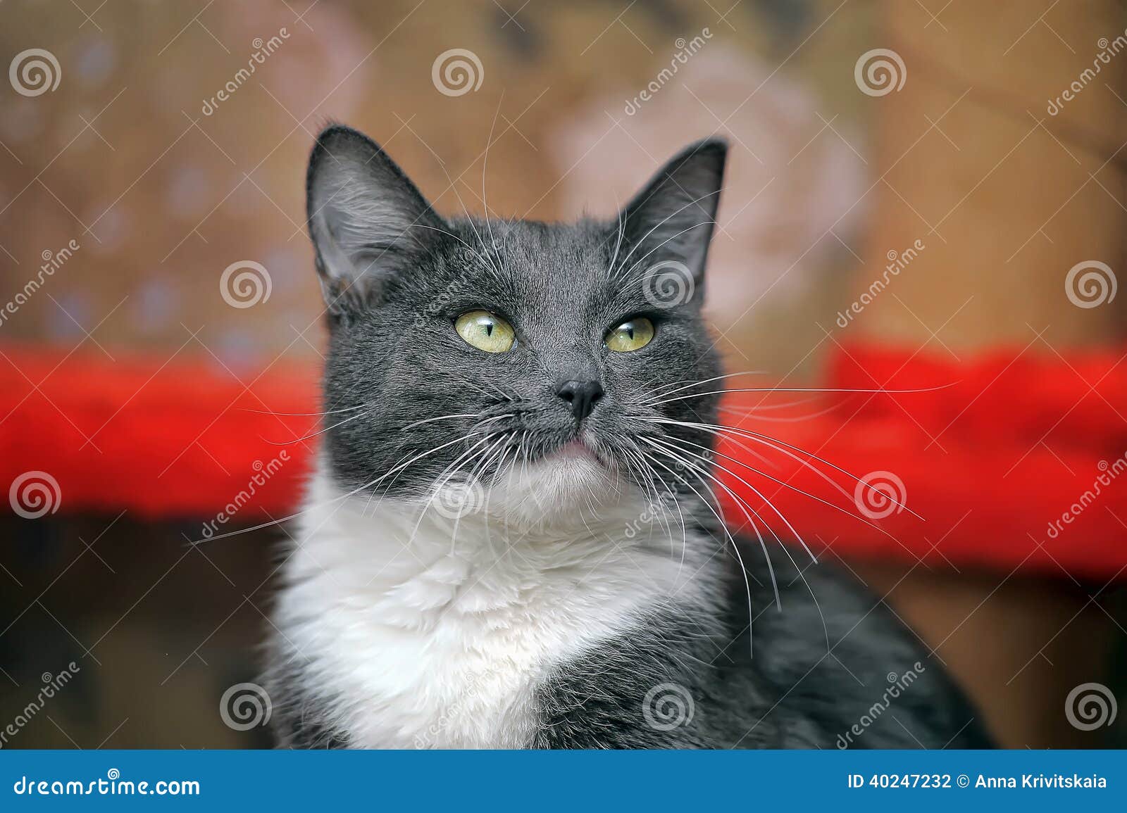Beautiful Gray with a White Chest Cat Stock Photo - Image of attentive ...