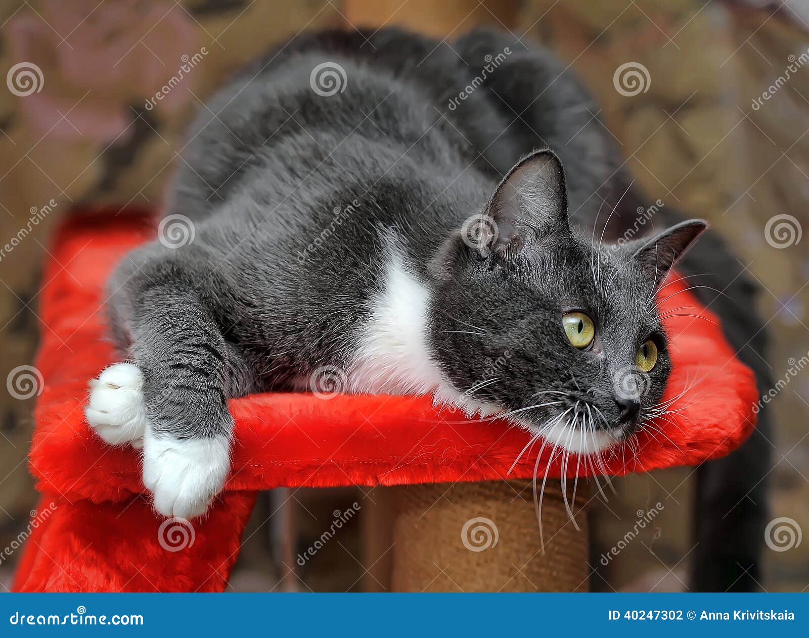 Beautiful Gray with a White Chest Cat Stock Photo - Image of american ...