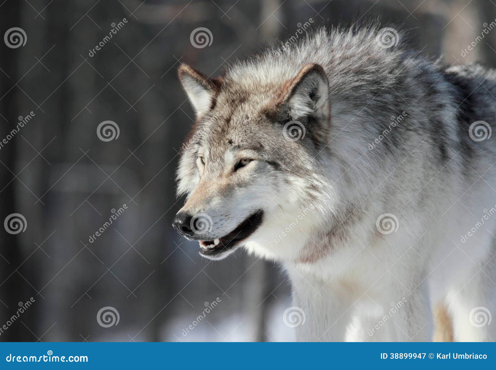 Beautiful gray wolf stock image. Image of gray, beauty - 38899947