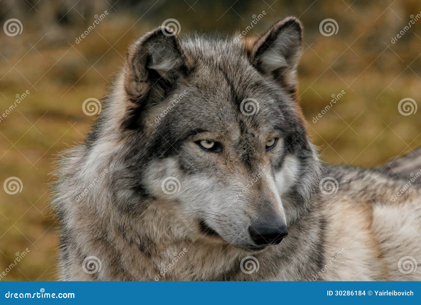 Wolf Portrait Stock Photography | CartoonDealer.com #57889898