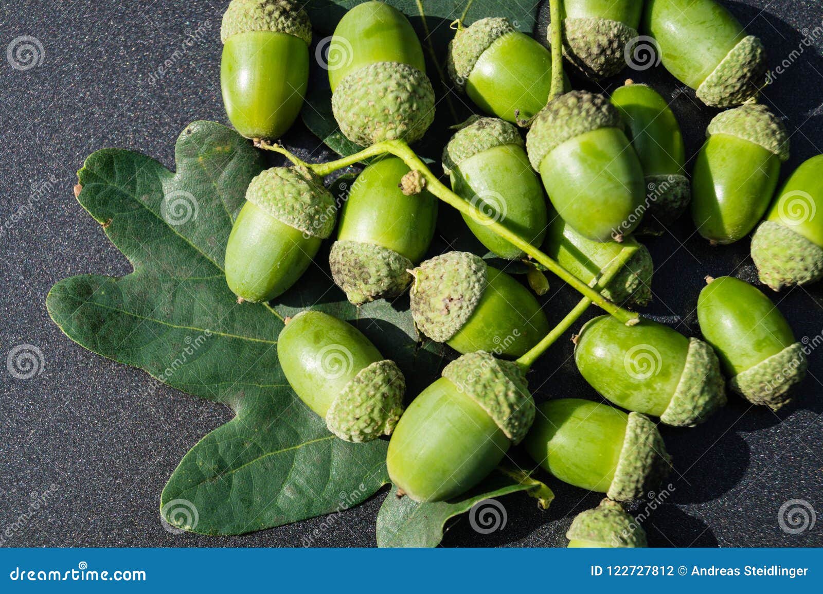 Oak Tree Acorns stock photo. Image of freshness, ingredient - 122727812
