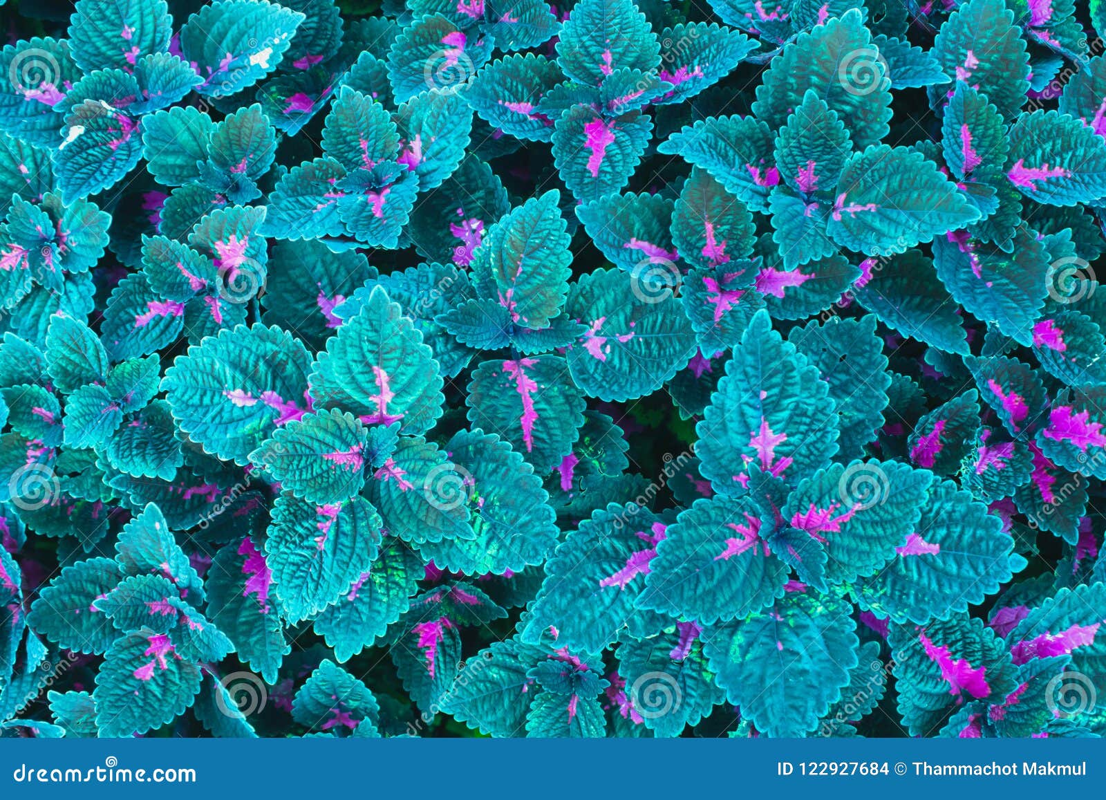 Beautiful Alien leaf stock photo. Image of alien, green - 122927684