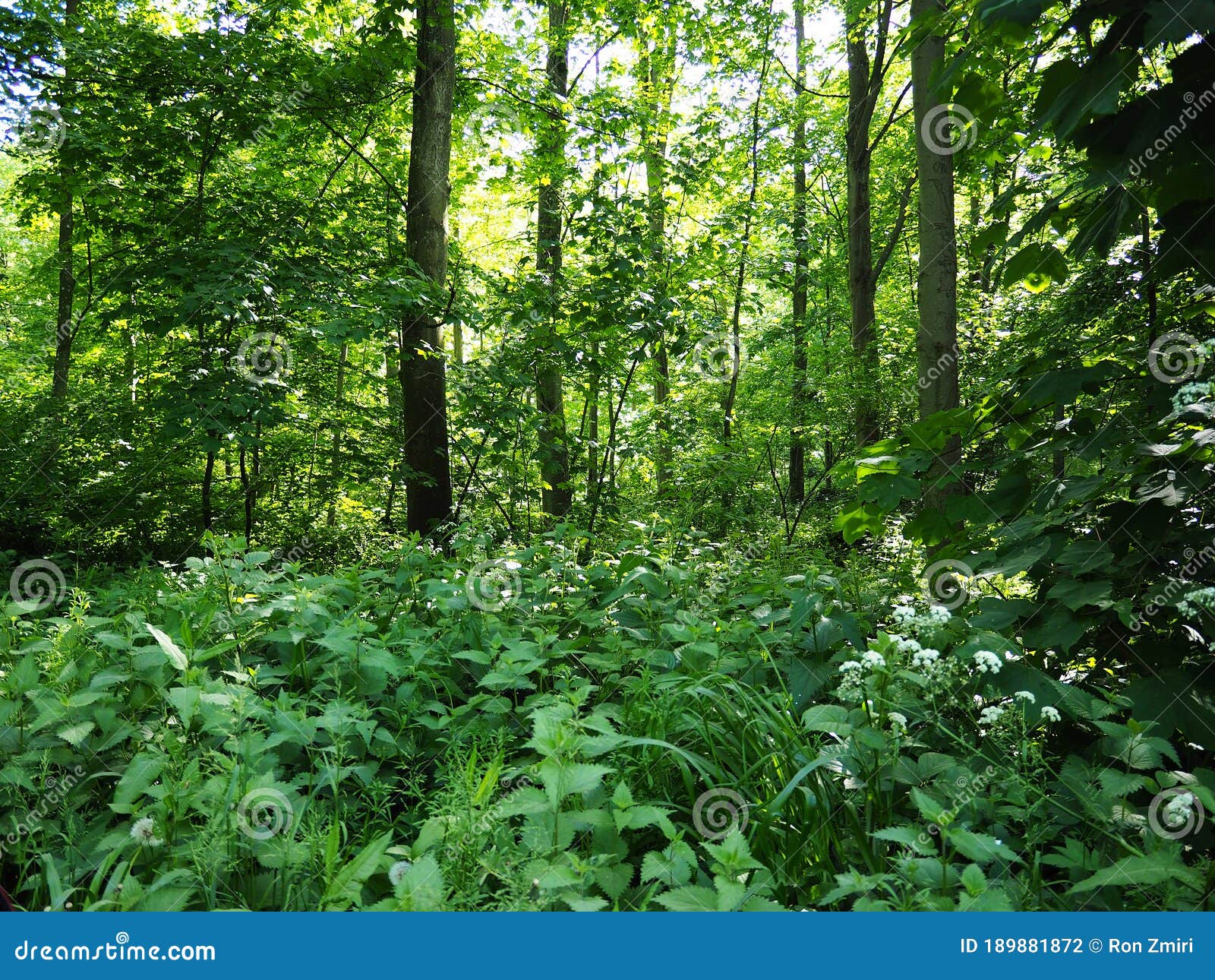 Beautiful Green Area of a Forest Stock Photo - Image of beech, outdoor ...