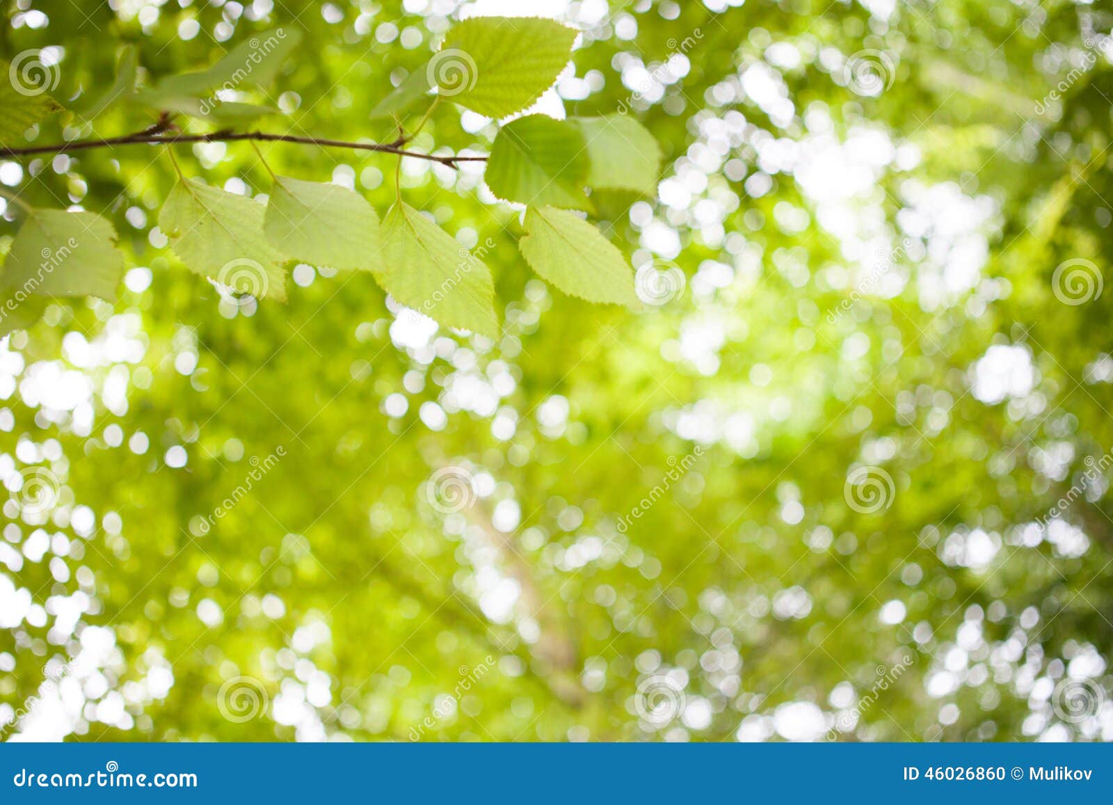Beautiful green background stock photo. Image of green - 46026860