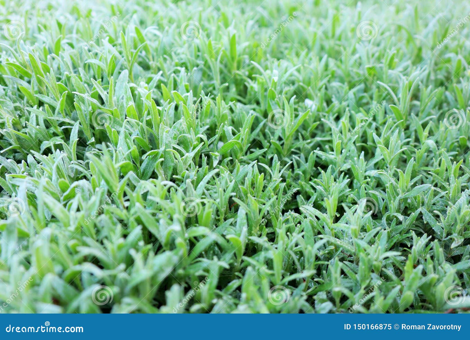 Beautiful Green Background of Green Grass Ok Stock Image - Image of ...