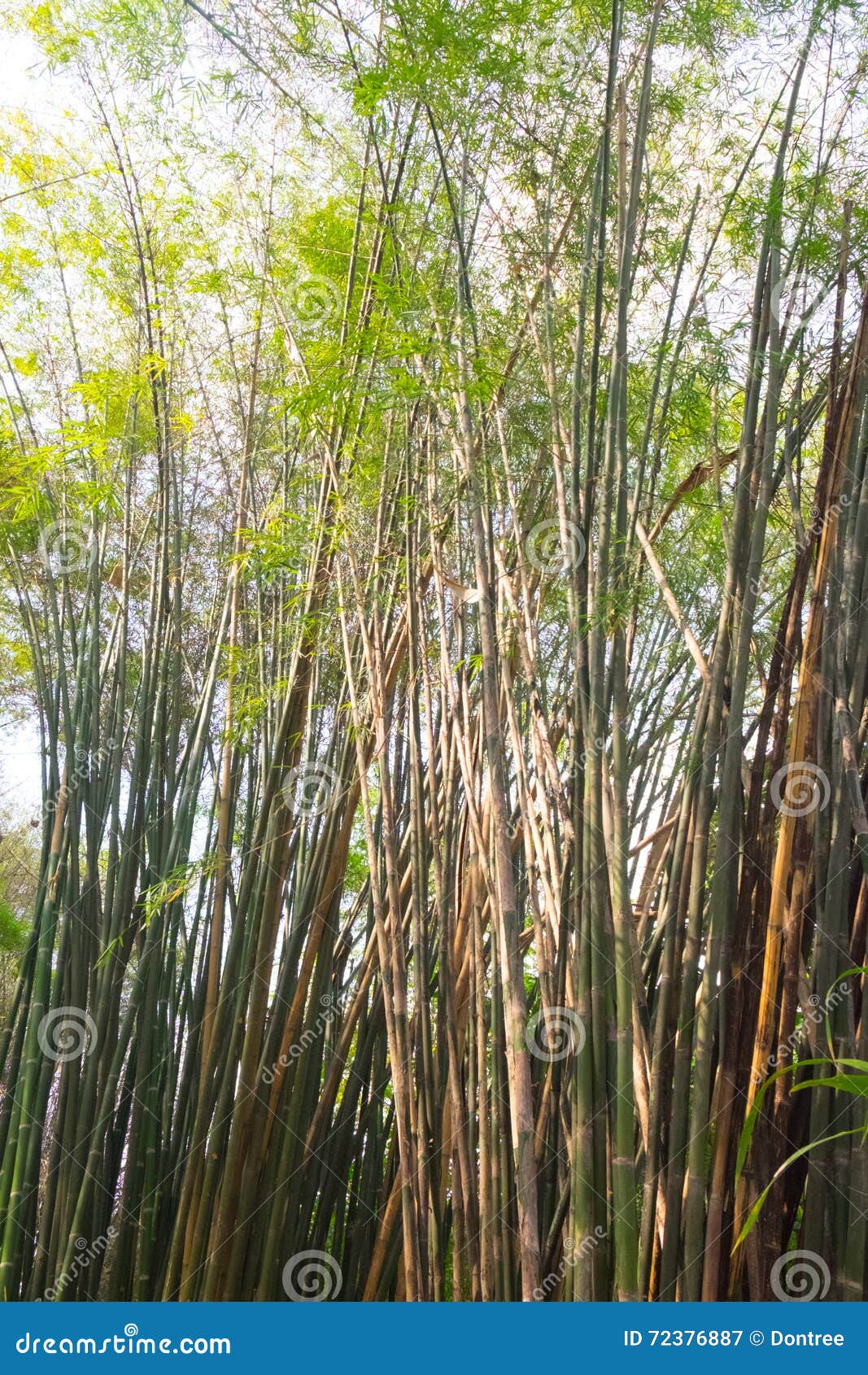 Beautiful green bamboo stock image. Image of nature, plant - 72376887
