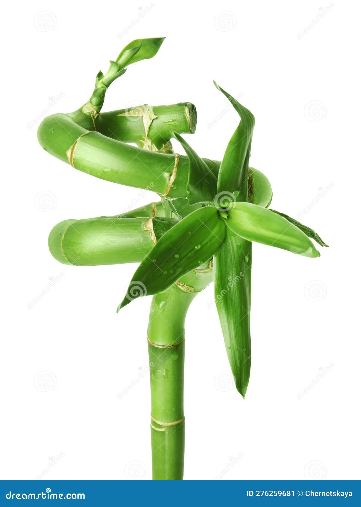 Beautiful Green Bamboo Stem with Leaves Isolated on White Stock Image ...