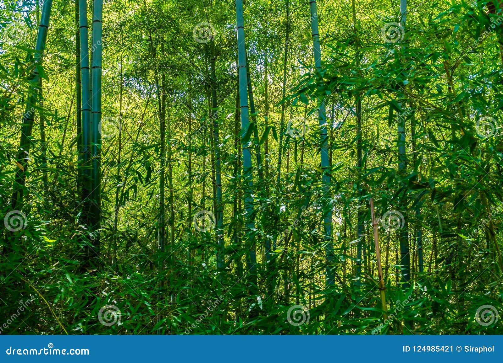 Beautiful Green Bamboo Tree in the Forest Stock Image - Image of plant ...