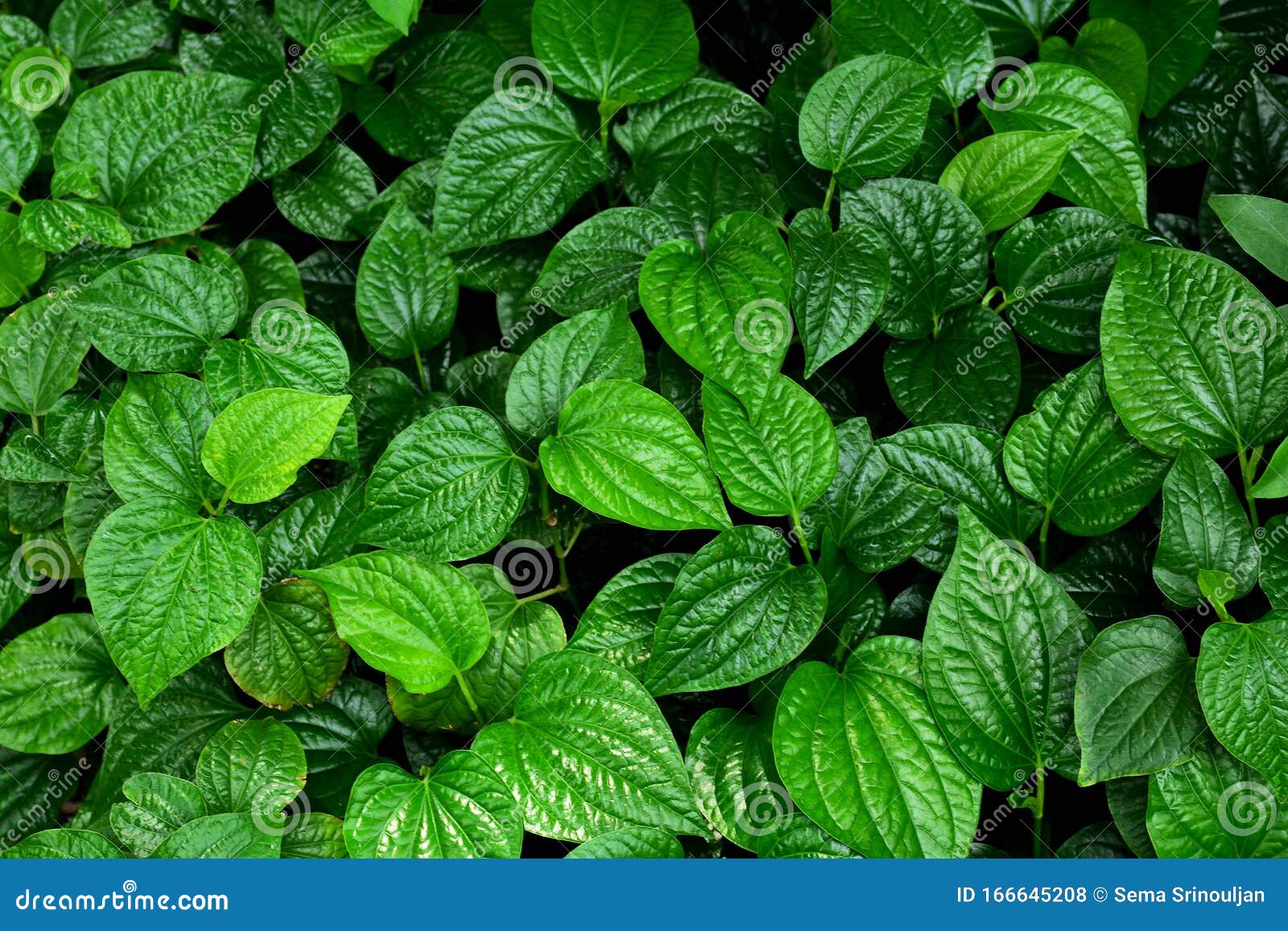 Beautiful Green Betel Leaves Background. Stock Photo - Image of texture ...