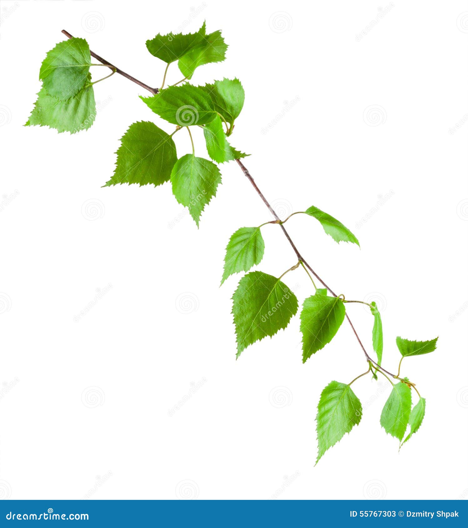 Beautiful Green Birch Branch Isolated on a White Background Stock Image ...