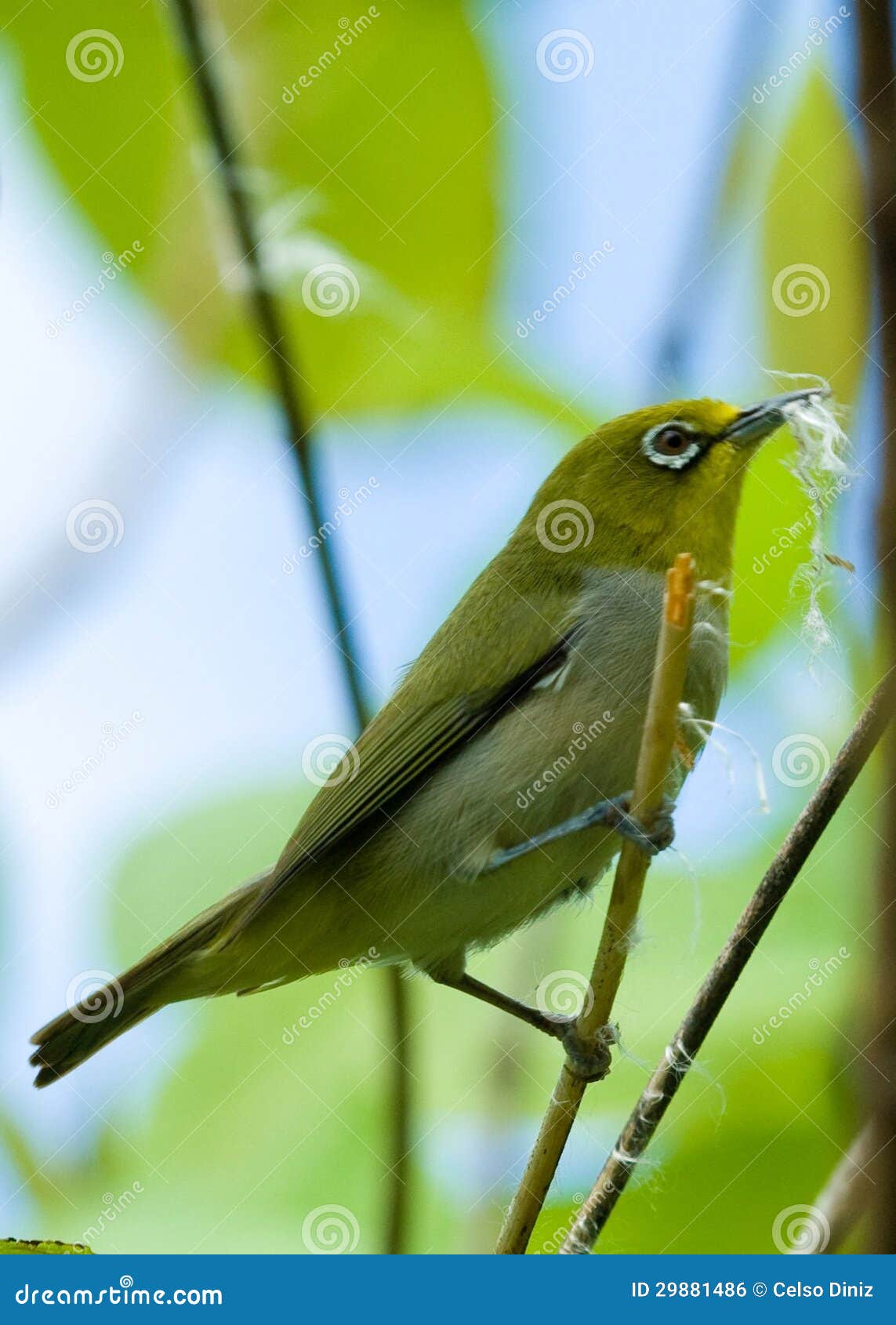 Beautiful Green bird stock photo. Image of focus, perching - 29881486