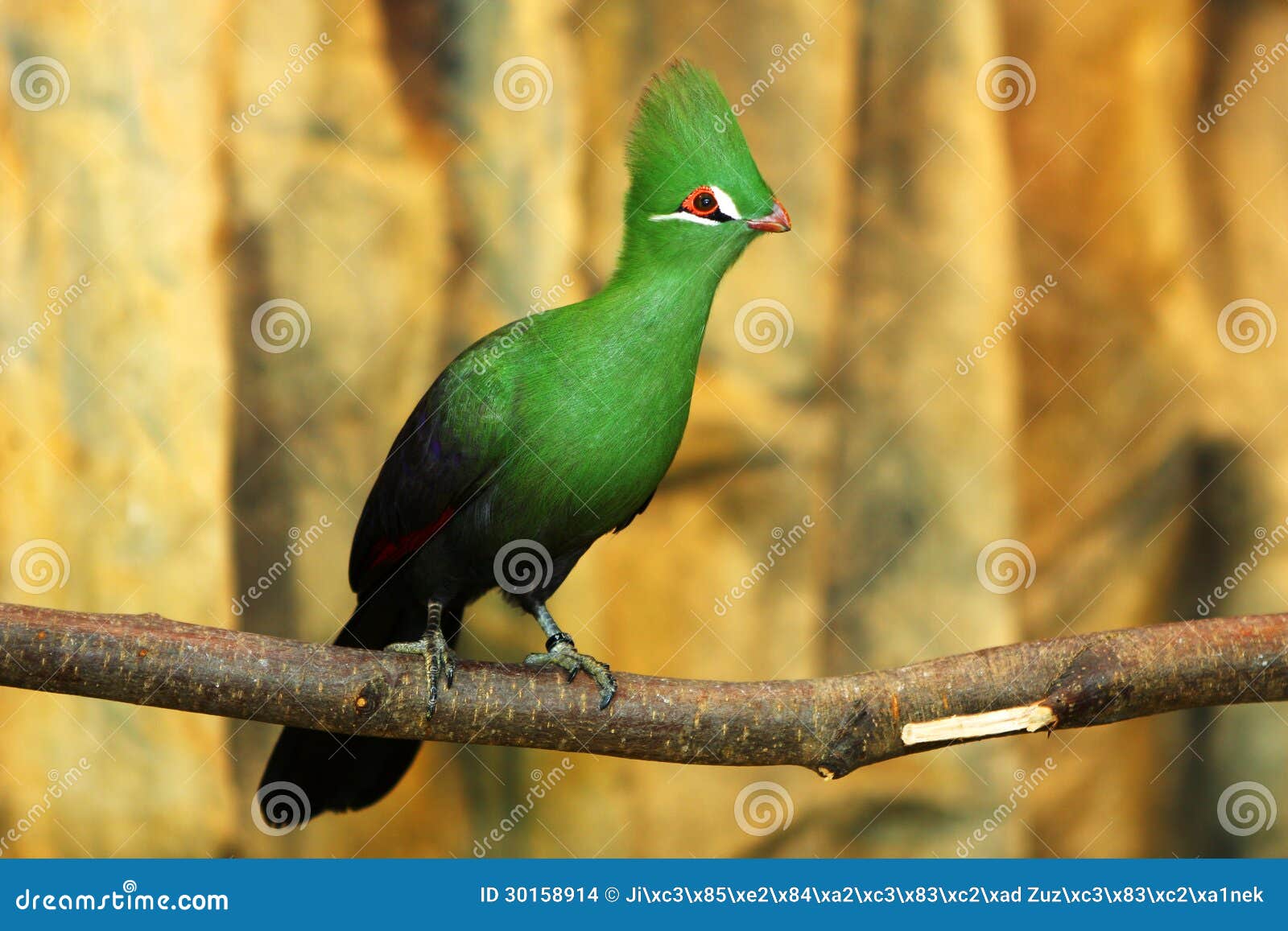 Crested Turaco stock photo. Image of bird, animal, green - 30158914