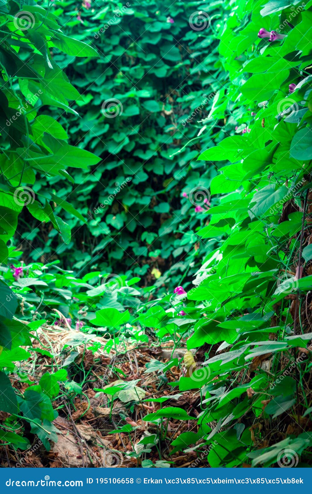 Beautiful Green Branched and Leafy Path Stock Photo - Image of ...