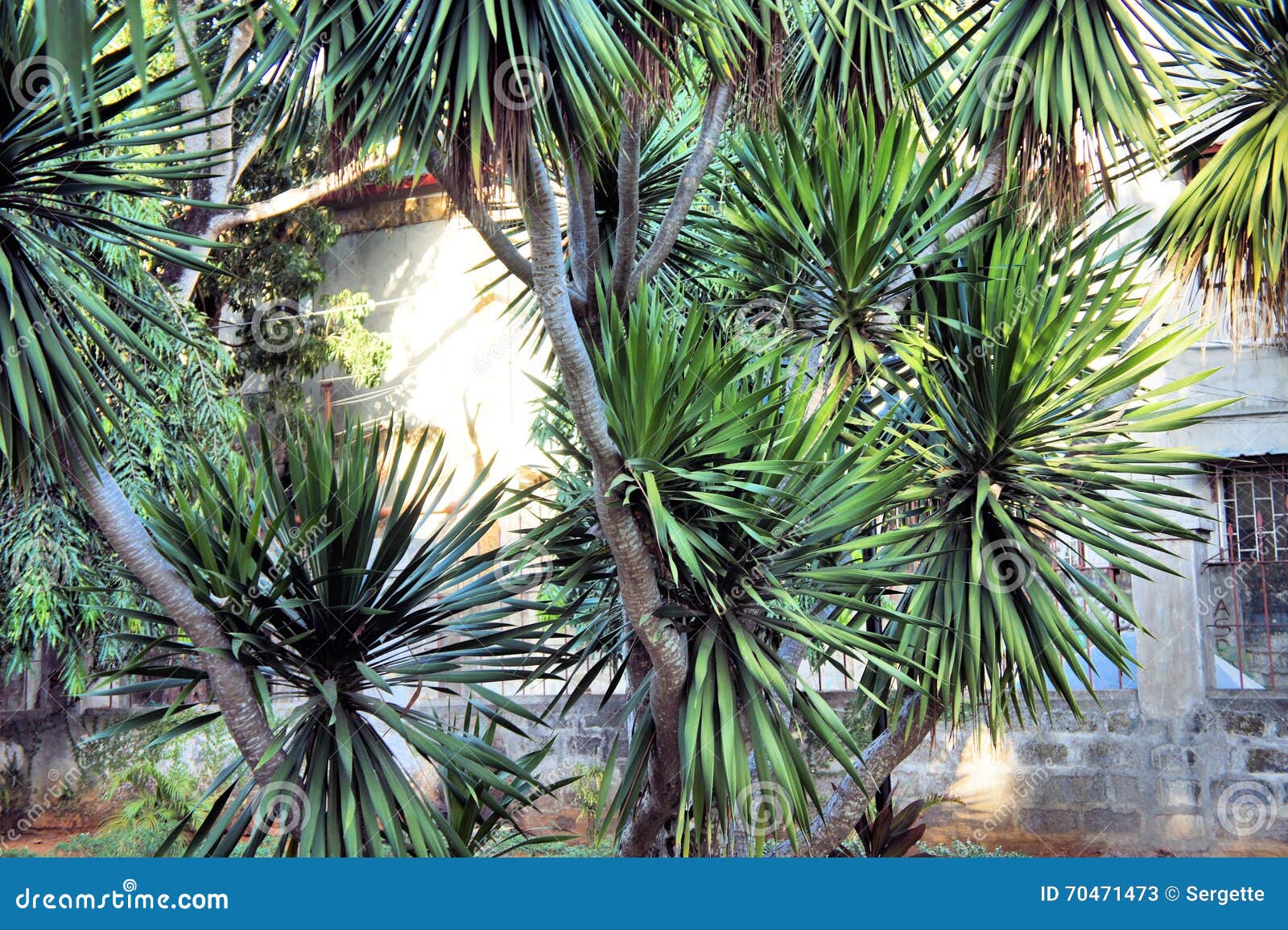 Beautiful Green Branches of a Tropical Tree . Palawan Island . Stock ...