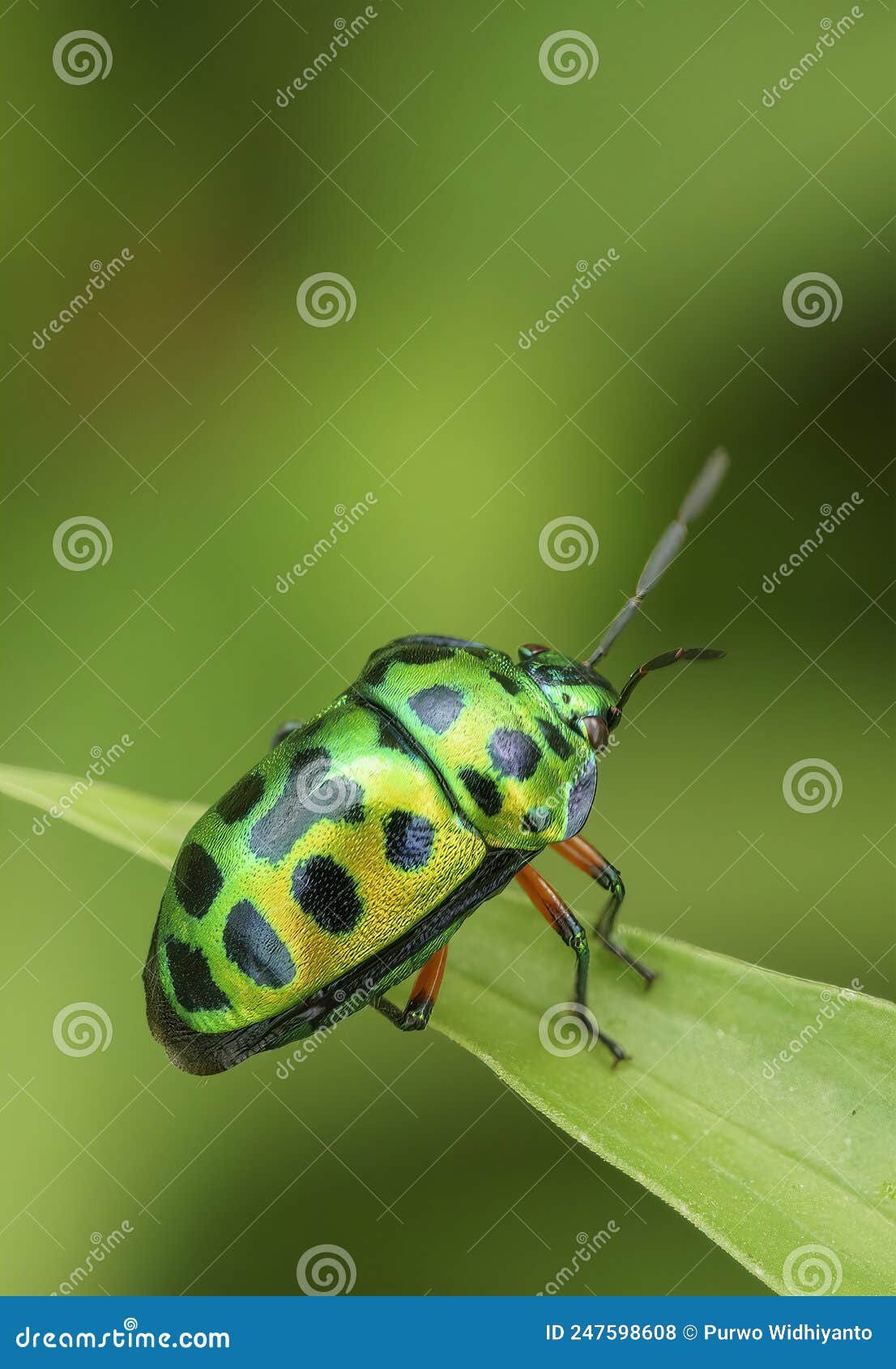 Beautiful Green Bug in the Leaf Stock Photo - Image of arthropod ...