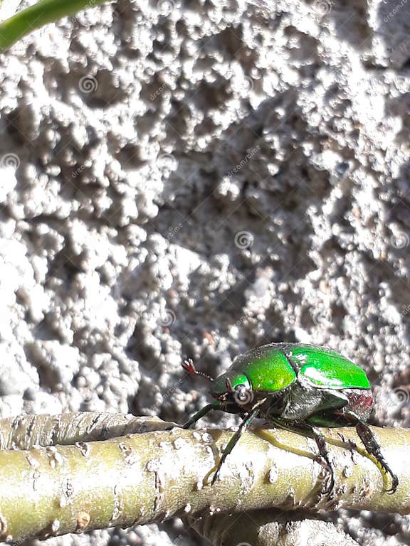 The Beautiful of Green Bugs Stock Photo - Image of macro, insect: 236667864