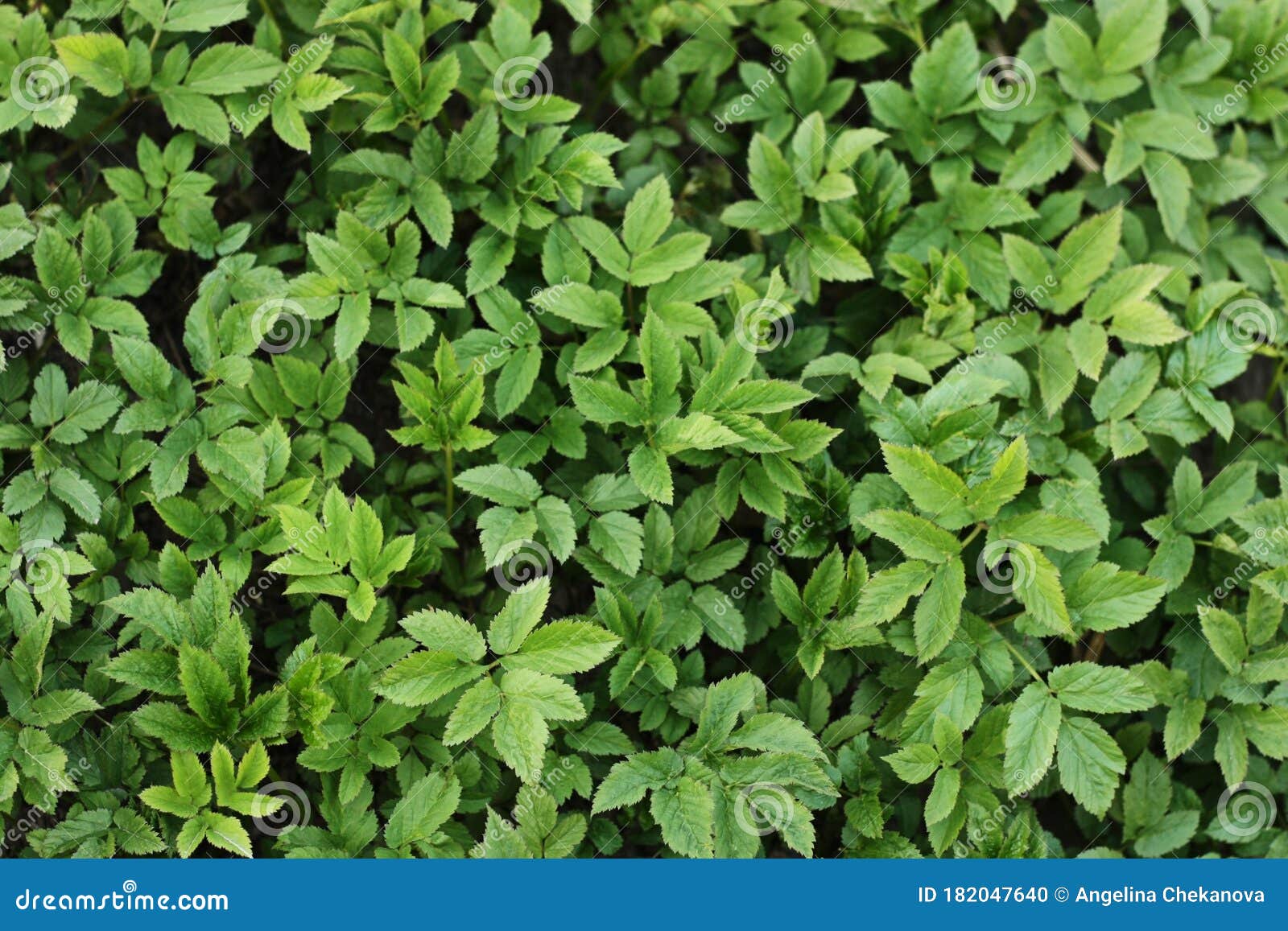 Beautiful Green Bush in a Summer Park Stock Photo - Image of bush, leaf ...