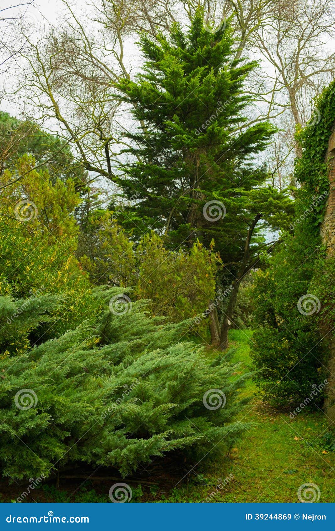 Beautiful green bushes stock image. Image of wild, growth - 39244869