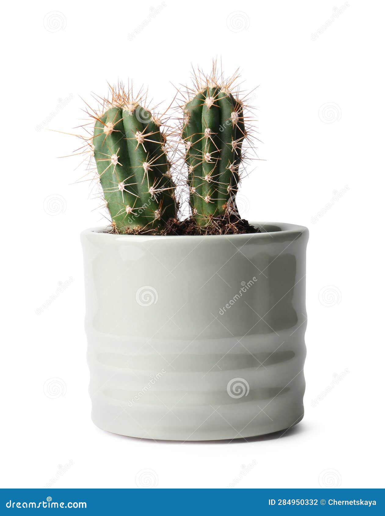 Beautiful Green Cacti in Pot Isolated on White Stock Photo - Image of ...