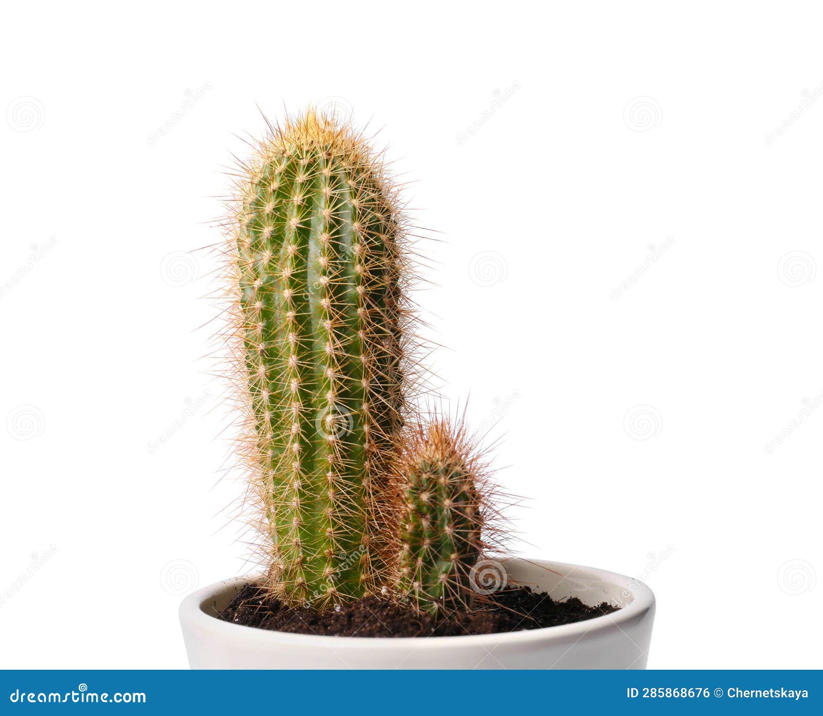 Beautiful Green Cacti in Pot Isolated on White Stock Photo - Image of ...