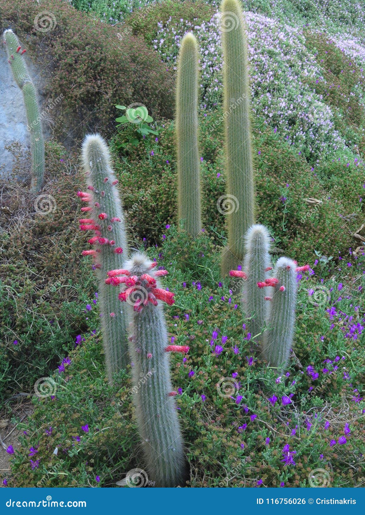 Cactus in the grass stock photo. Image of beginning - 116756026