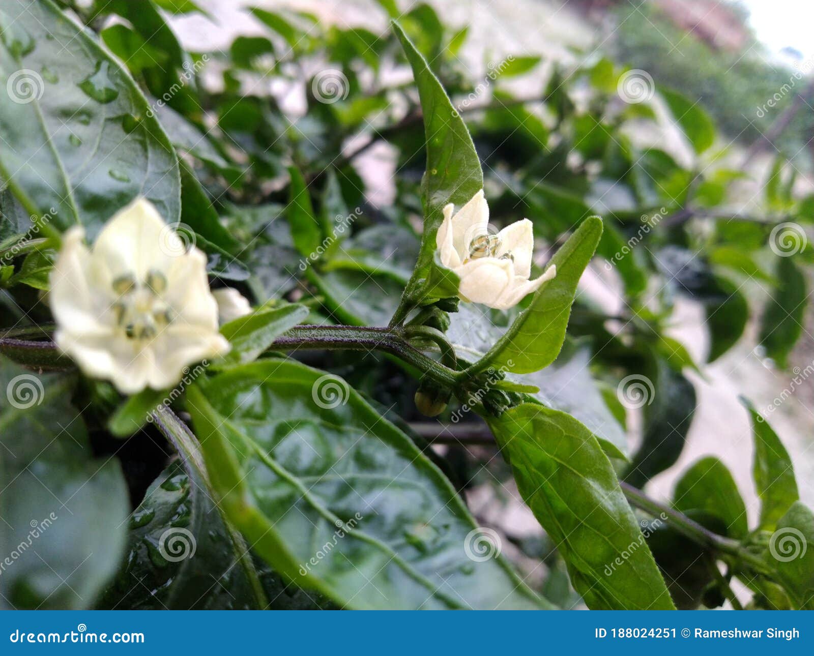 Beautiful Green Chilli Flower on Tree Stock Image - Image of chilli ...