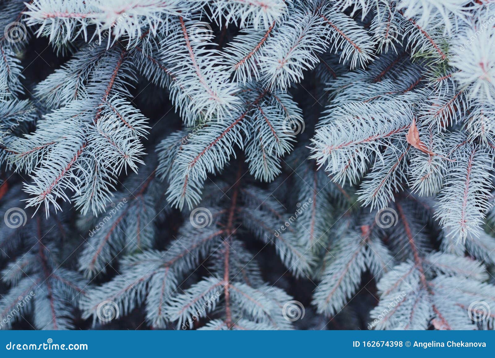 Beautiful Green Christmas Tree in the Forest Stock Photo - Image of ...