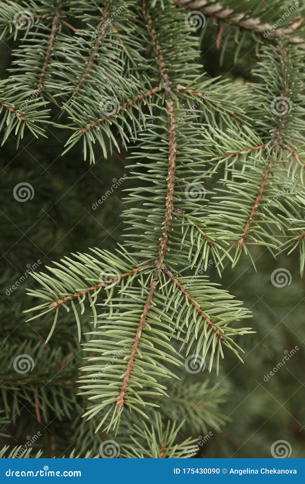 Beautiful Green Christmas Tree in the Park Stock Photo - Image of snow ...