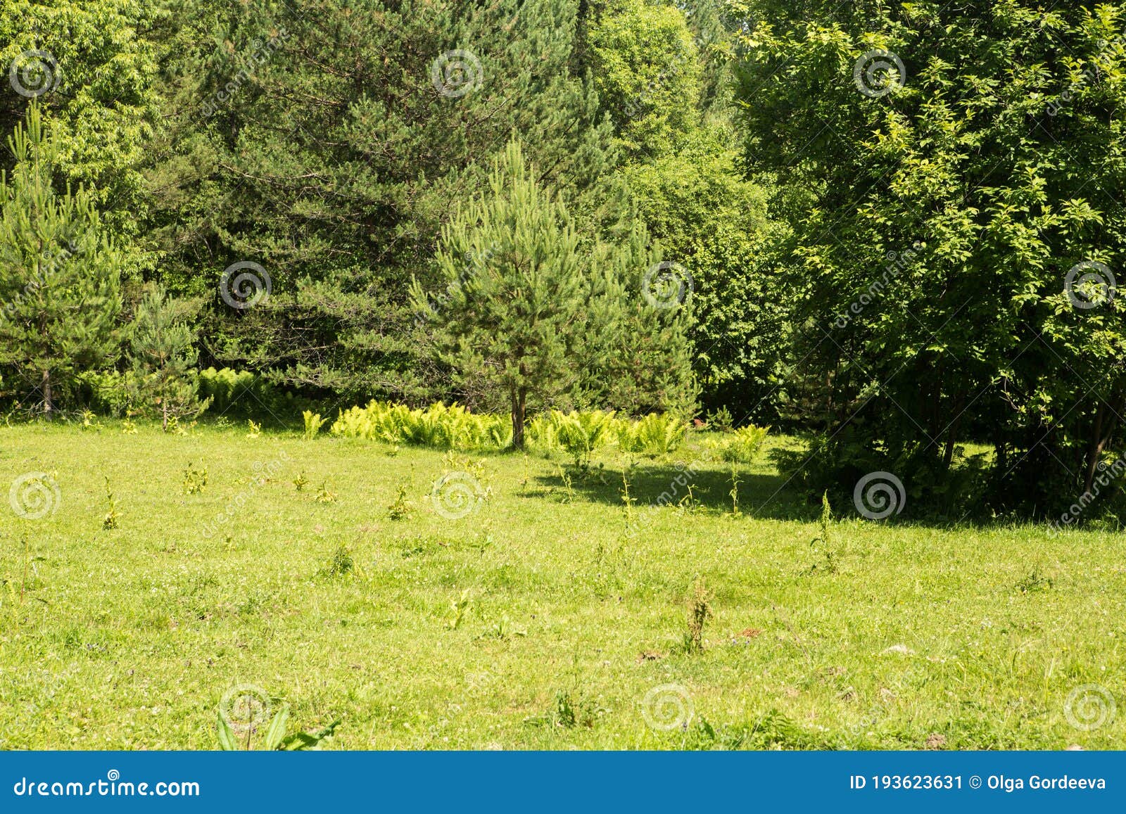 Beautiful Green Clearing Field in a Forest - Picture with Copy-space ...