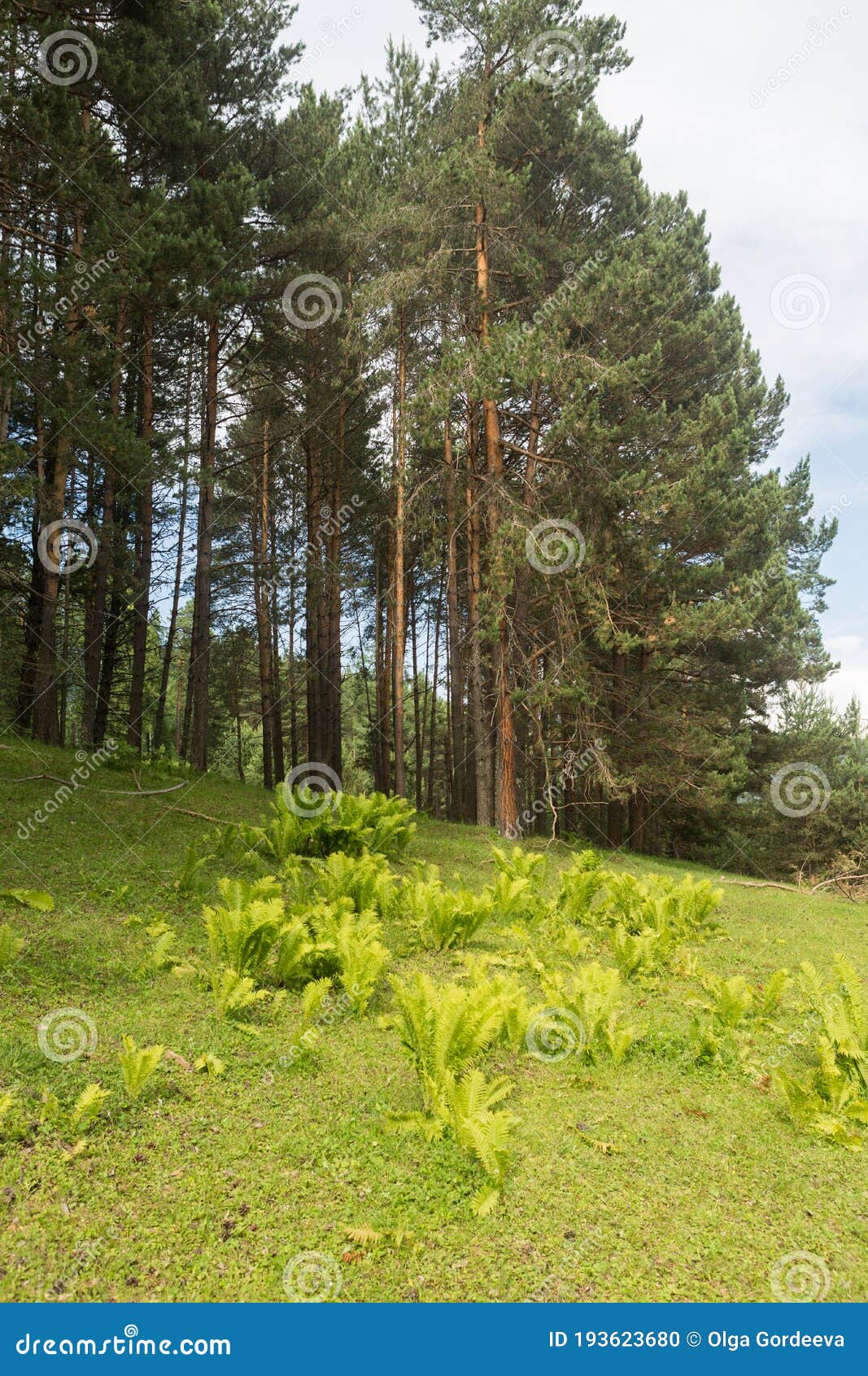 Beautiful Green Clearing Field in a Forest - Picture with Copy-space ...
