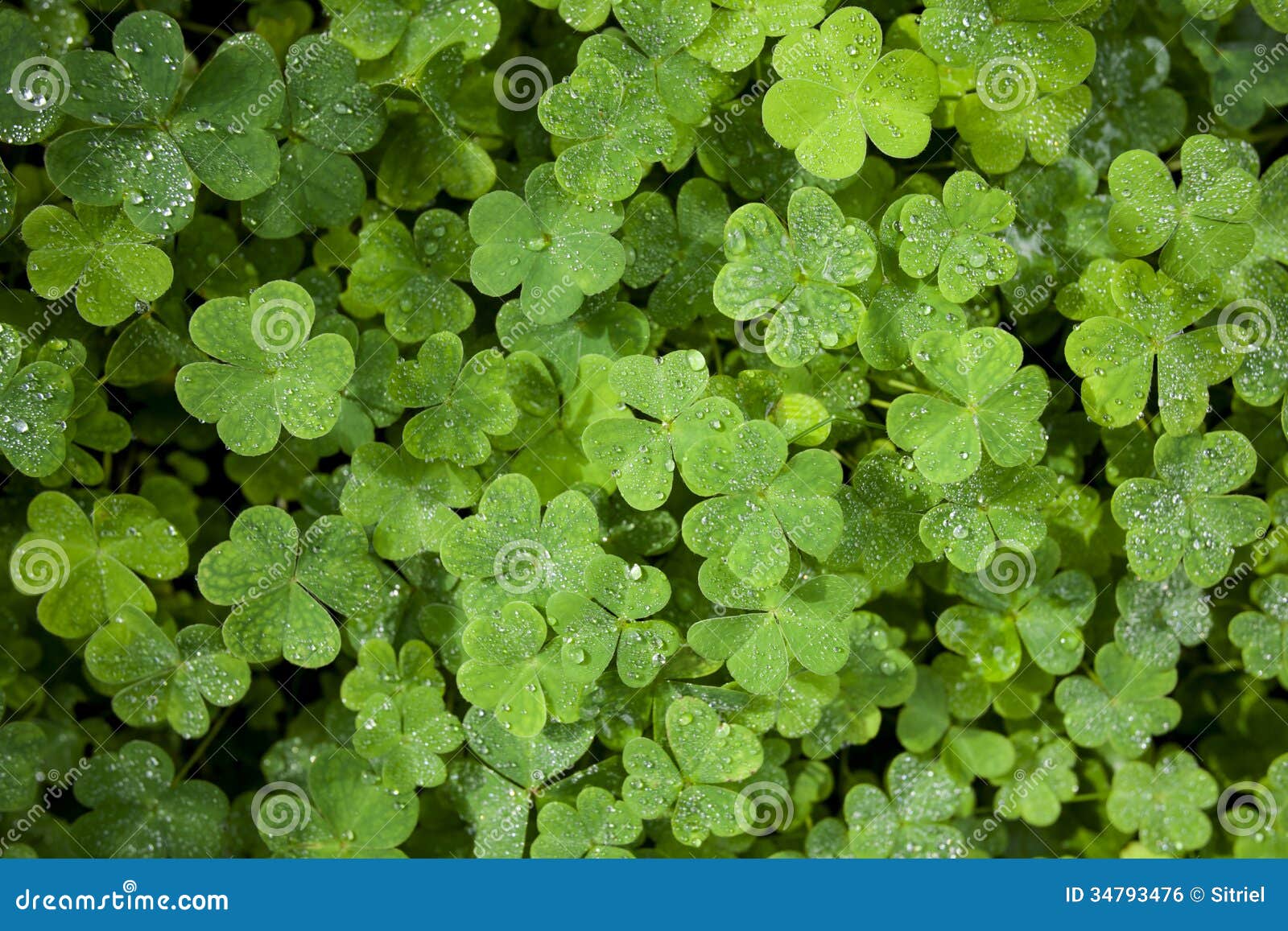 Beautiful Green Clover Closeup Stock Photo - Image of color, macro ...