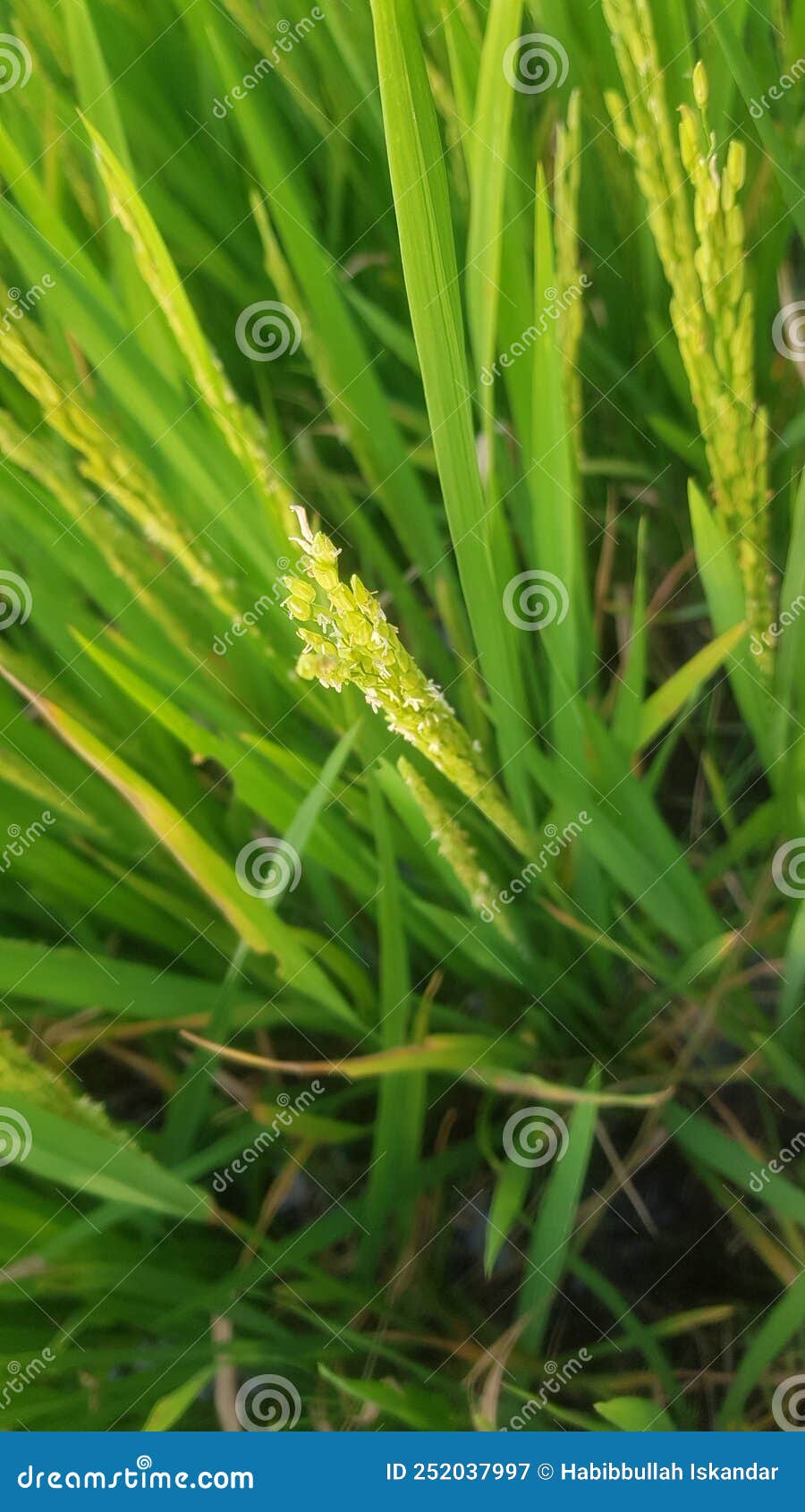 Beautiful Green Color of Rice Plant Stock Image - Image of meadow ...
