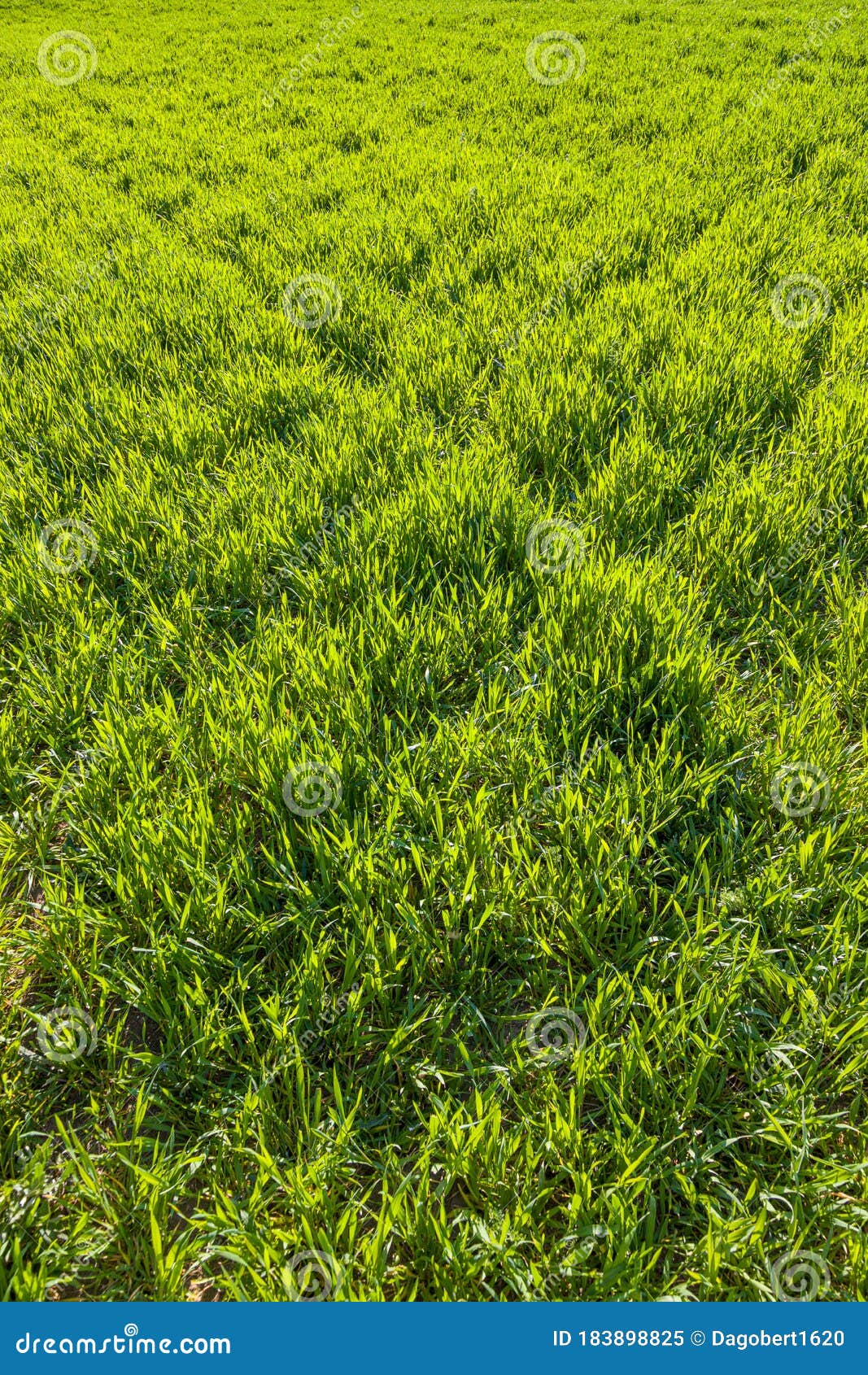 Beautiful Green Color of Spring Cereals Stock Image - Image of contrast ...