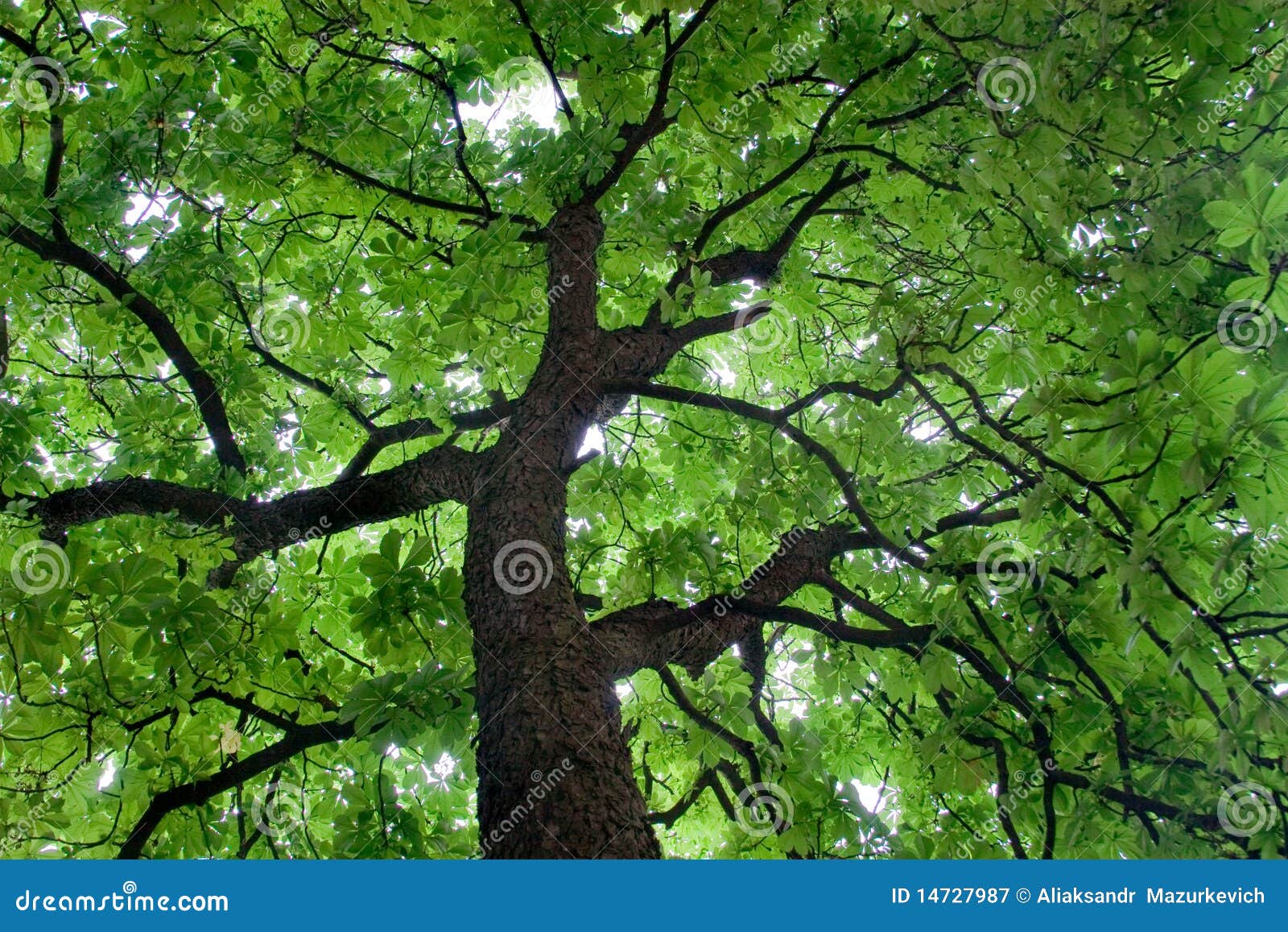 Beautiful Green Colored Tree Stock Image - Image of spring, park: 14727987