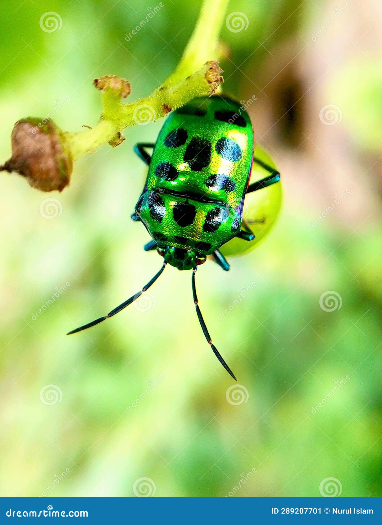 Beautiful Green Color Beetle with Close Shot Stock Image - Image of ...