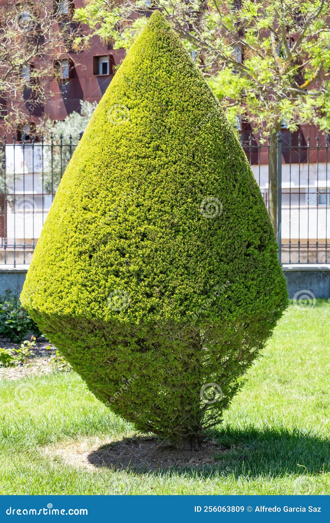 A Beautiful Cone-shaped Hedge Stock Image - Image of conical, hedgerow ...