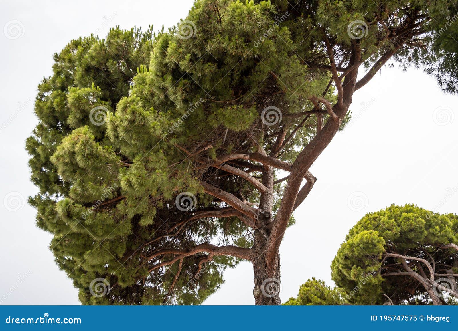 Beautiful Green Conifer Tree. Dense Wide Crown. Stock Image - Image of ...